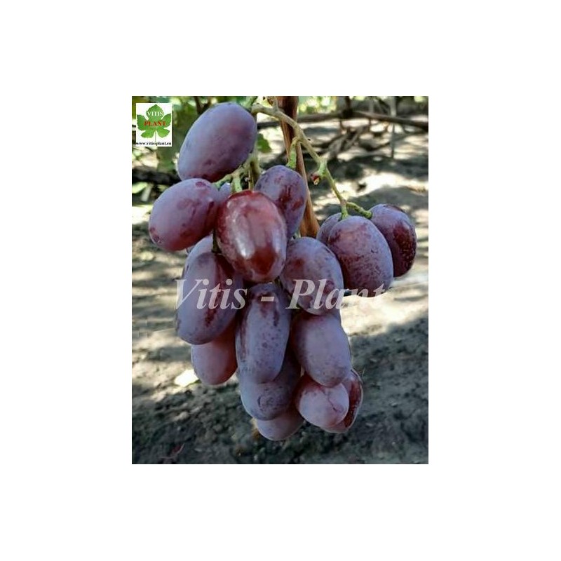 Krasnyj Brylliant / КРАСНЫЙ БРИЛЛИАНТ - K 5BB