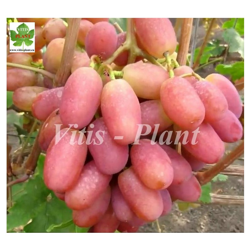 Julian / ЮЛИАН - 5BB