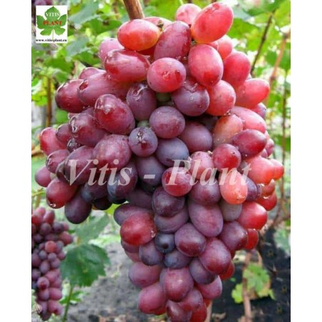 Krasotka / Красотка - 5BB