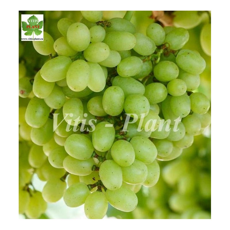 Princessa / Princess (Melissa) - SO4