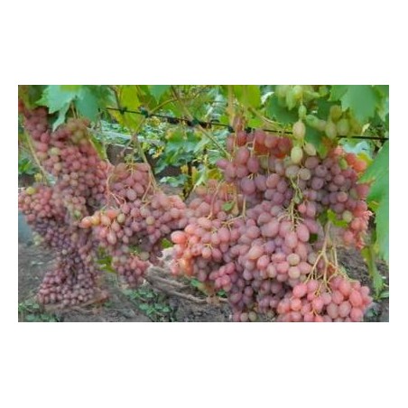 Rumba / Румба - 5BB