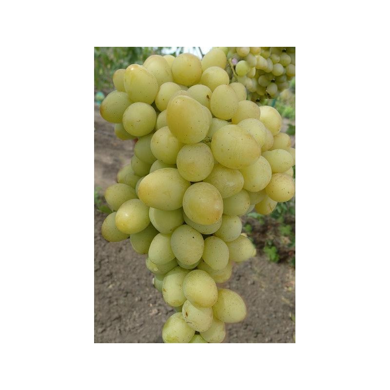 Senator Burdaka / Сенатор Бурдака - 5BB