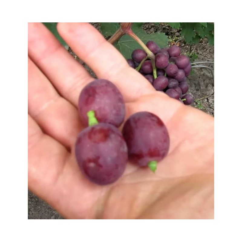 Muskat Nowoszachtinskij