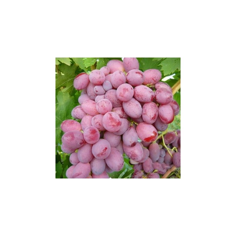 Podarok Irinie / Подарок Иpине